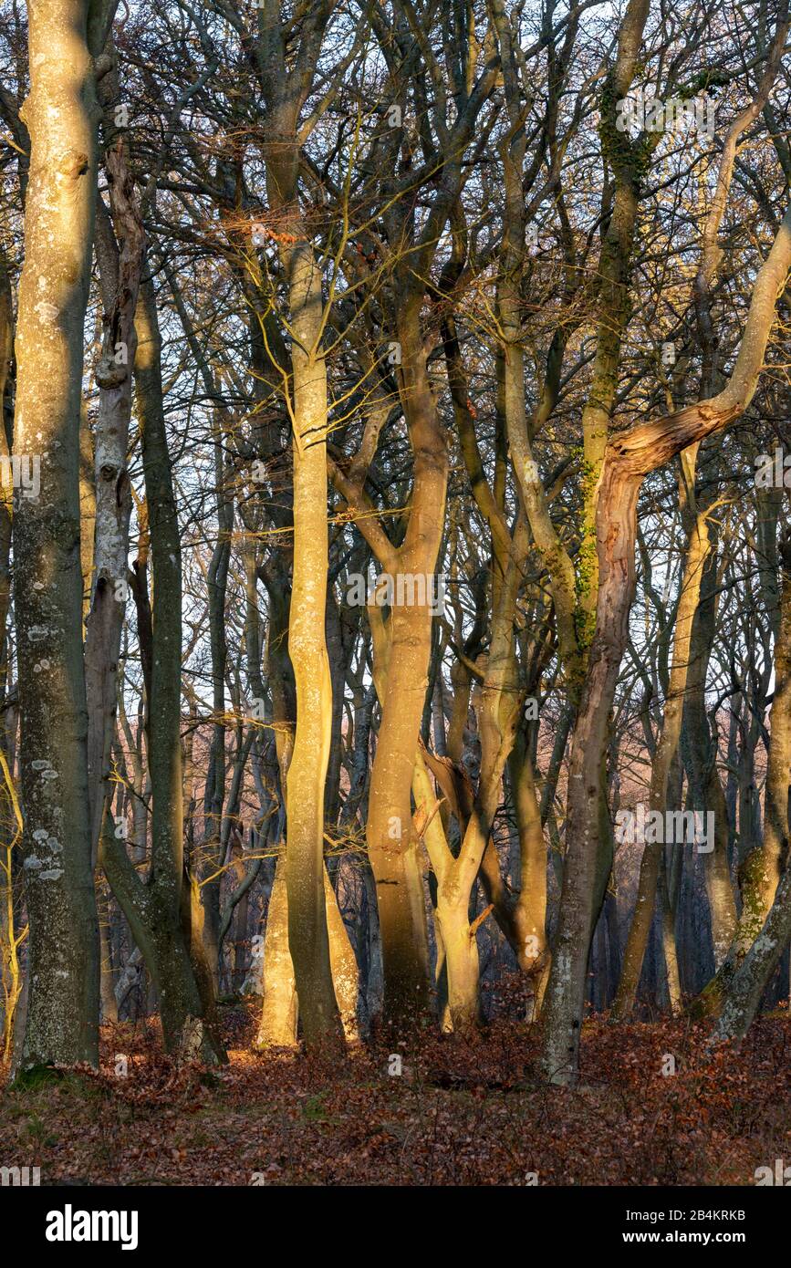 Western yew tree hi-res stock photography and images - Alamy