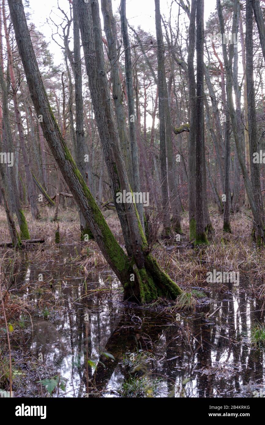 Bog fish hi-res stock photography and images - Alamy