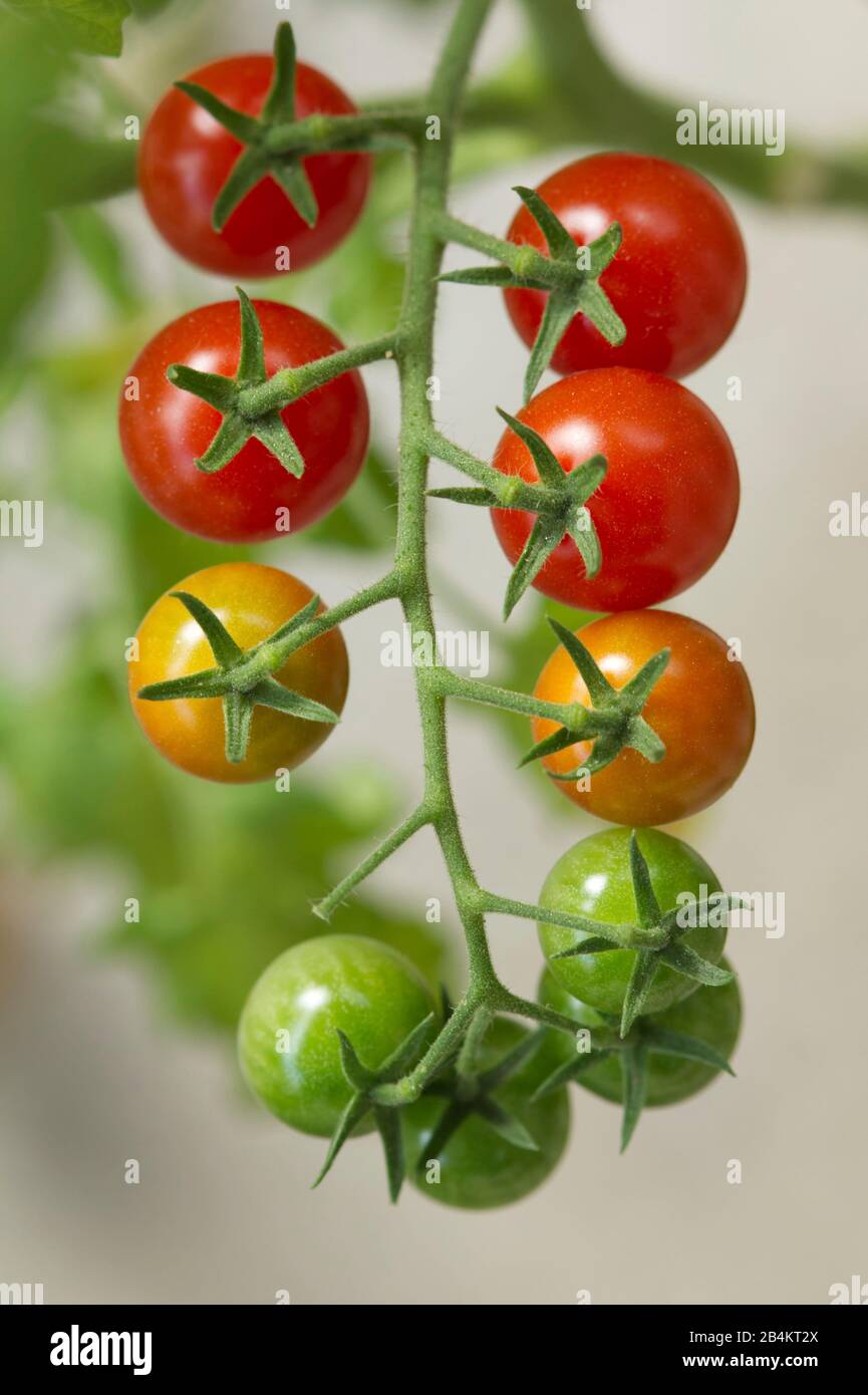 Tomato plants carrying tomatoes of different size and color hi-res stock photography and images ...