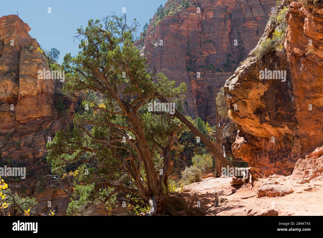 USA, Utah, Washington County, Springdale, Zion National Park, landscape ...