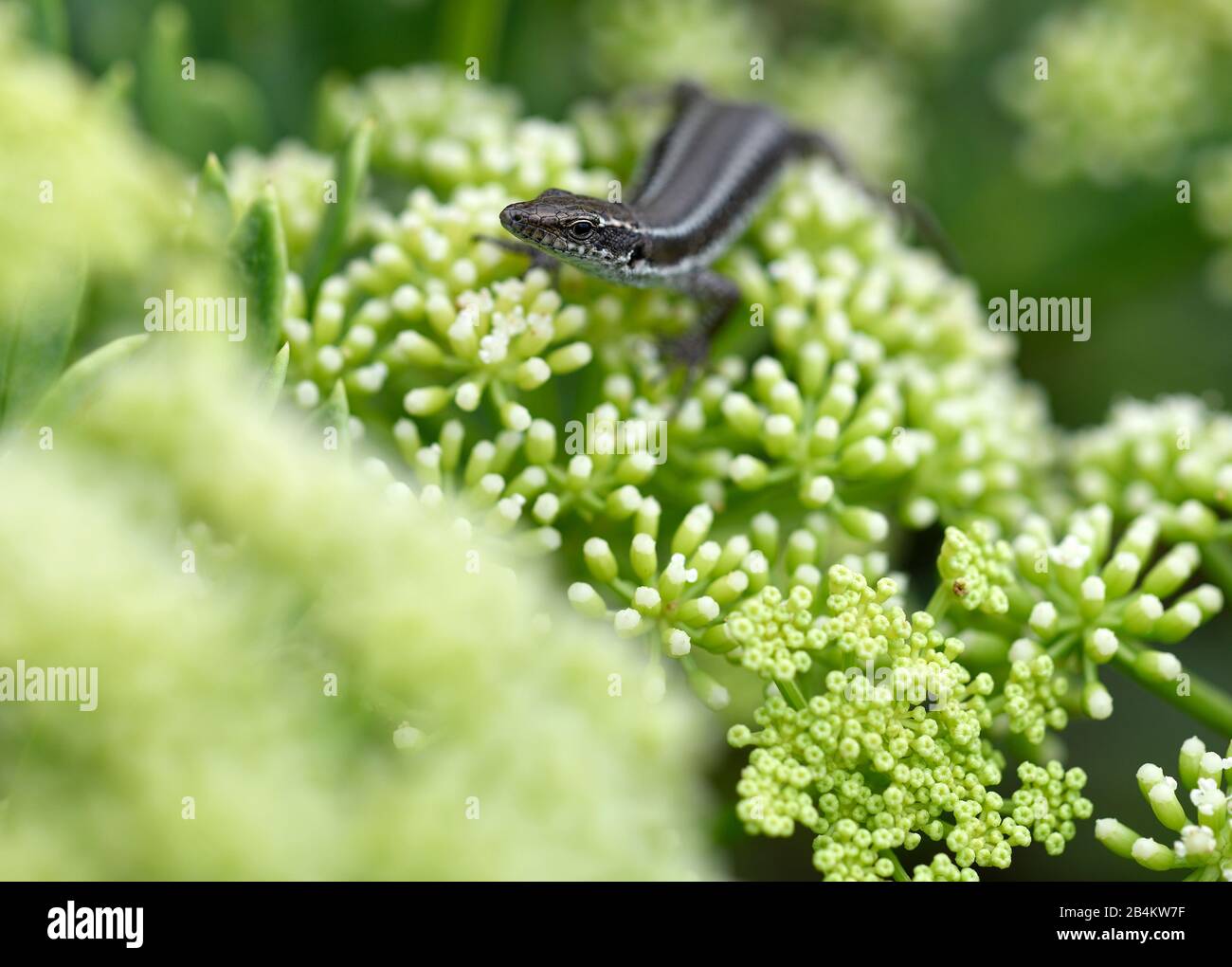 Madeira Lizard or Madeira Wall Lizard (Teira dugesii), Madeira Island ...