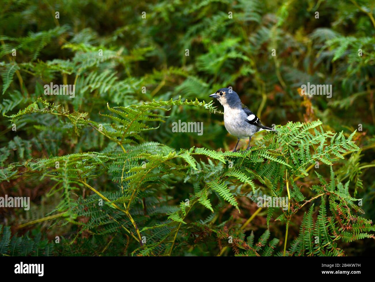 Madeira beech finch (Fringilla coelebs maderensis), sits in the fern ...