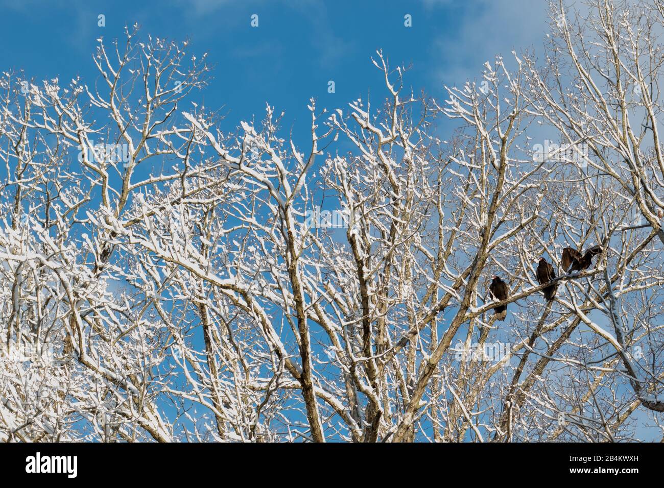 Three vultures hi-res stock photography and images - Alamy