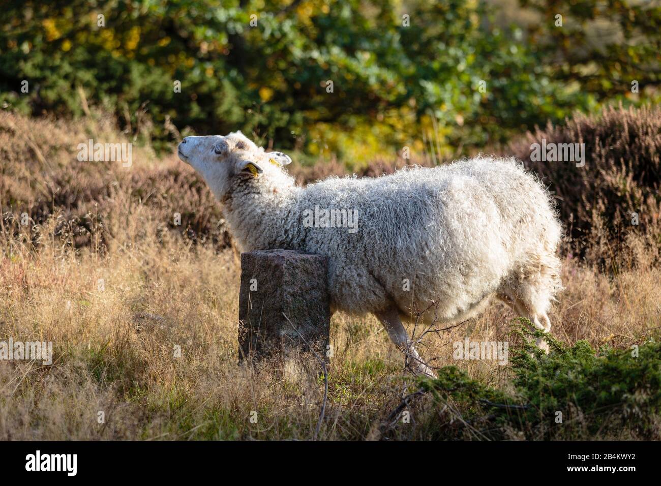 Slotslyngen hi-res stock photography and images - Alamy