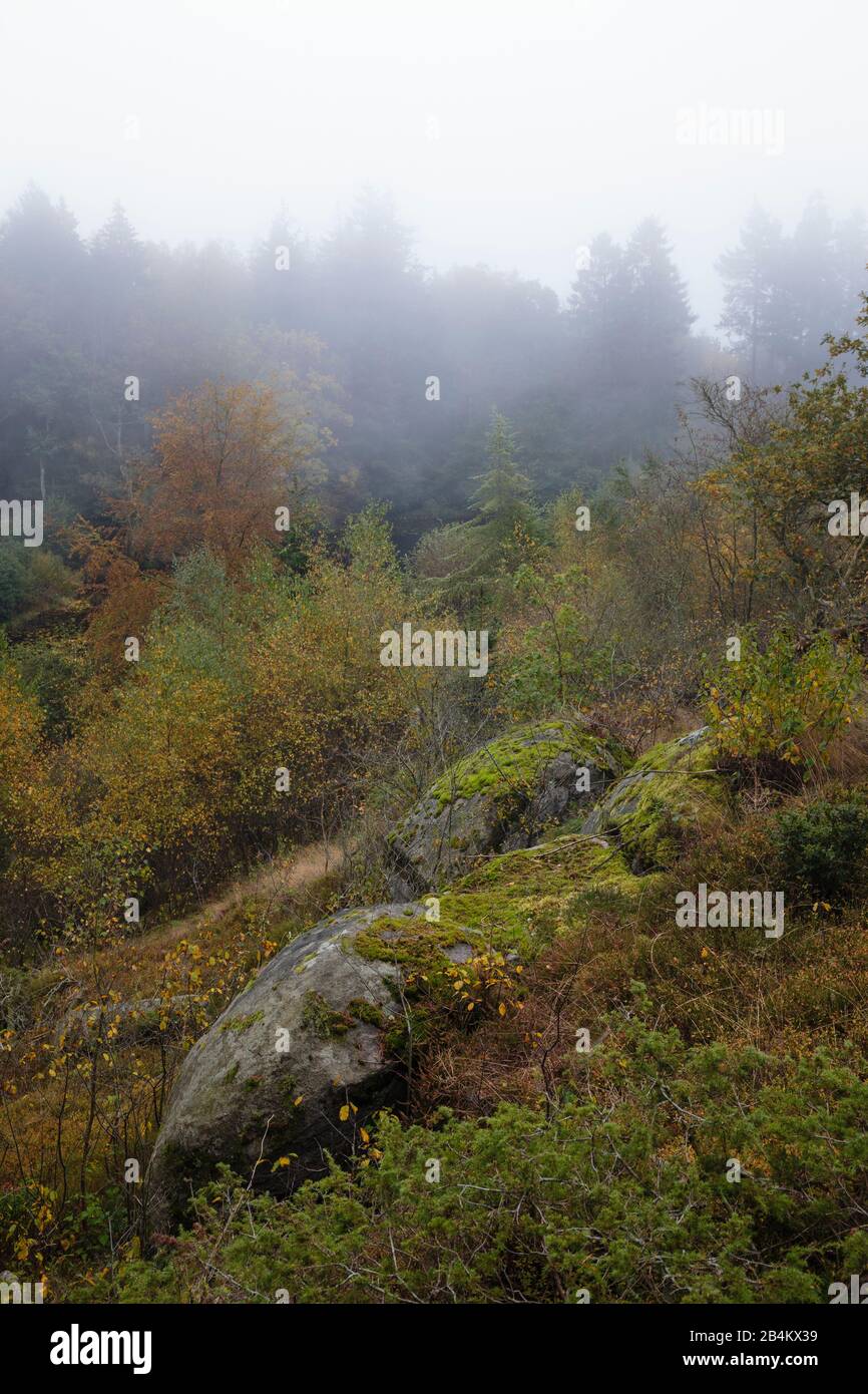 Thick forests hi-res stock photography and images - Alamy