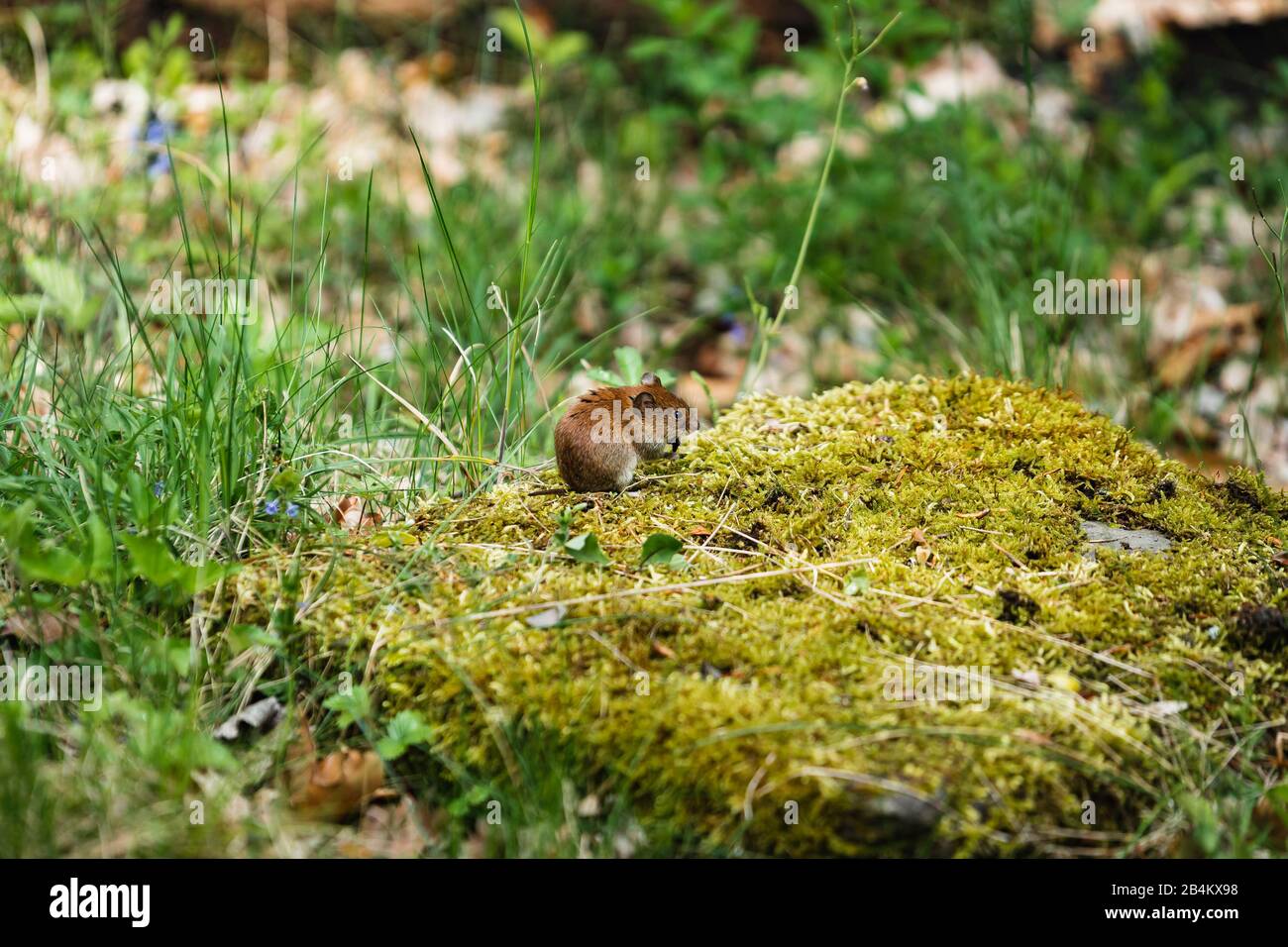 Red vole, wood vole, Myodes glareolus, in natural environment Stock ...