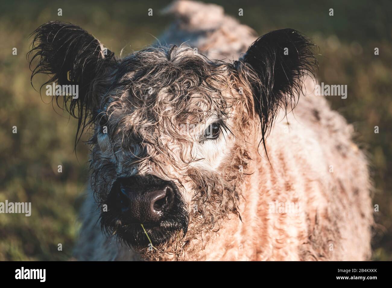 White galloway cattle hi-res stock photography and images - Alamy