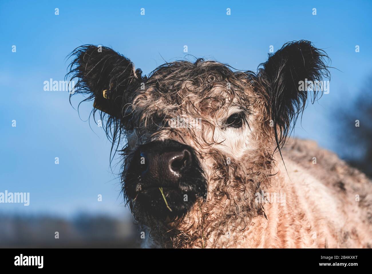 White galloway cattle hi-res stock photography and images - Alamy