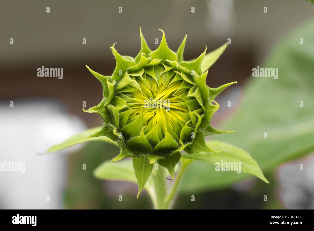 Growing sunflower in garden hi-res stock photography and images - Alamy