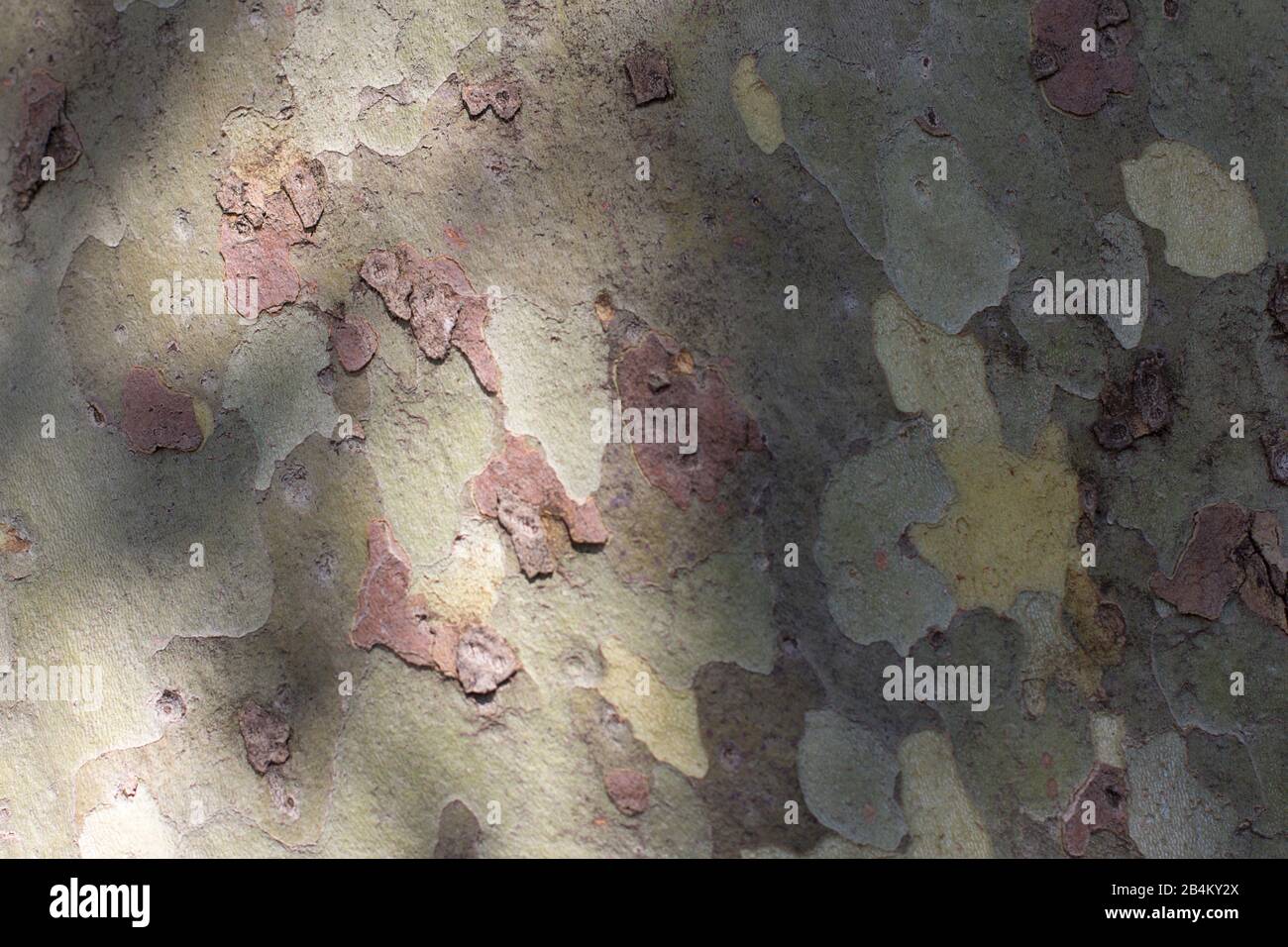 Spotted tree bark Stock Photo - Alamy