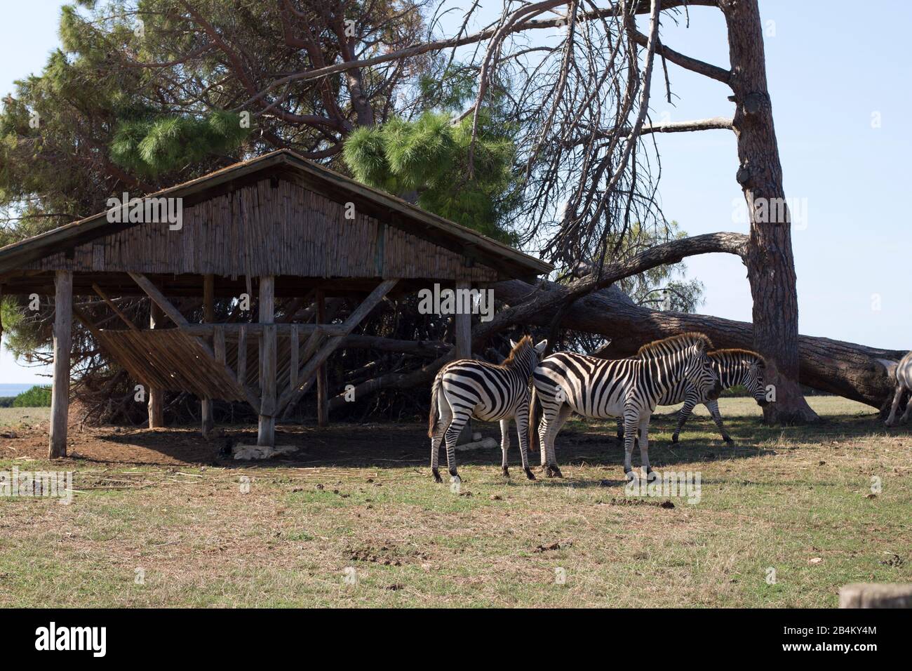Zebra pens hi-res stock photography and images - Alamy