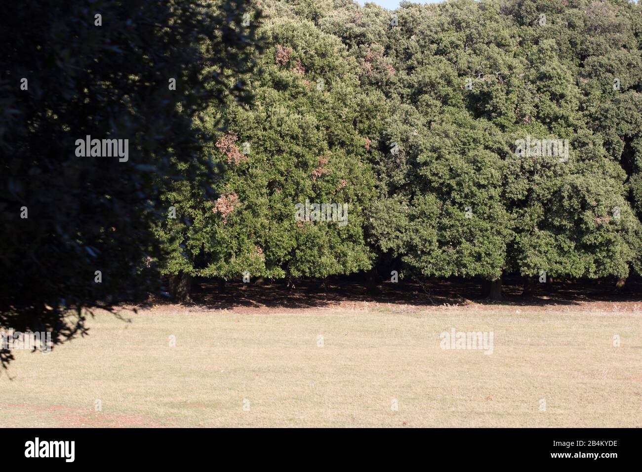 Clearing trees in park hi-res stock photography and images - Alamy