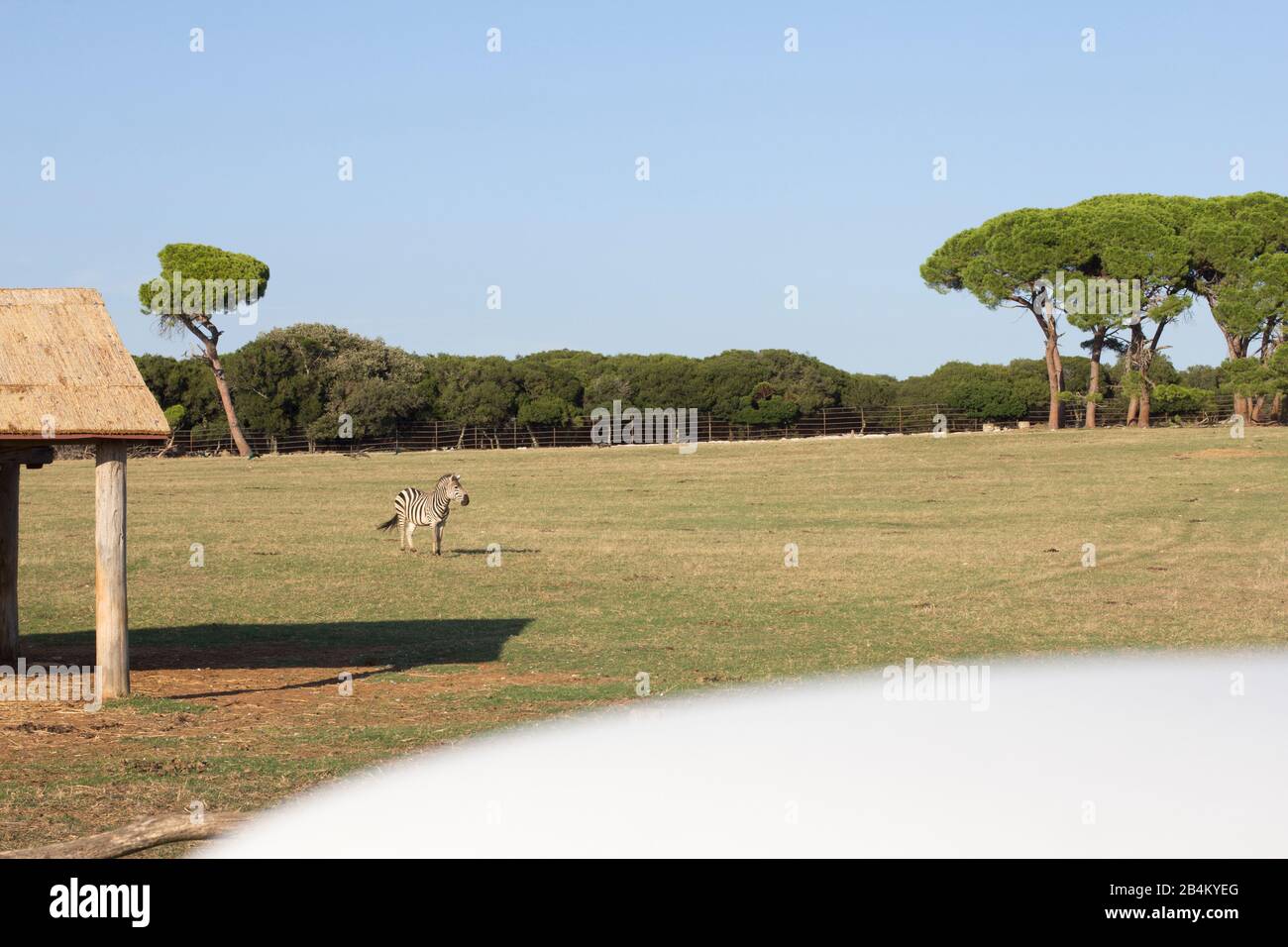 Zebra pens hi-res stock photography and images - Alamy