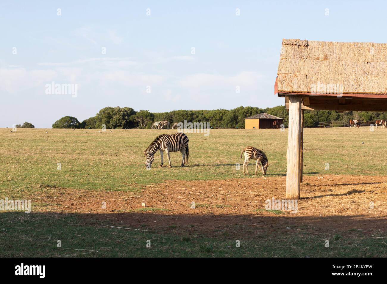 Zebras in the brijuni national park hi-res stock photography and images ...