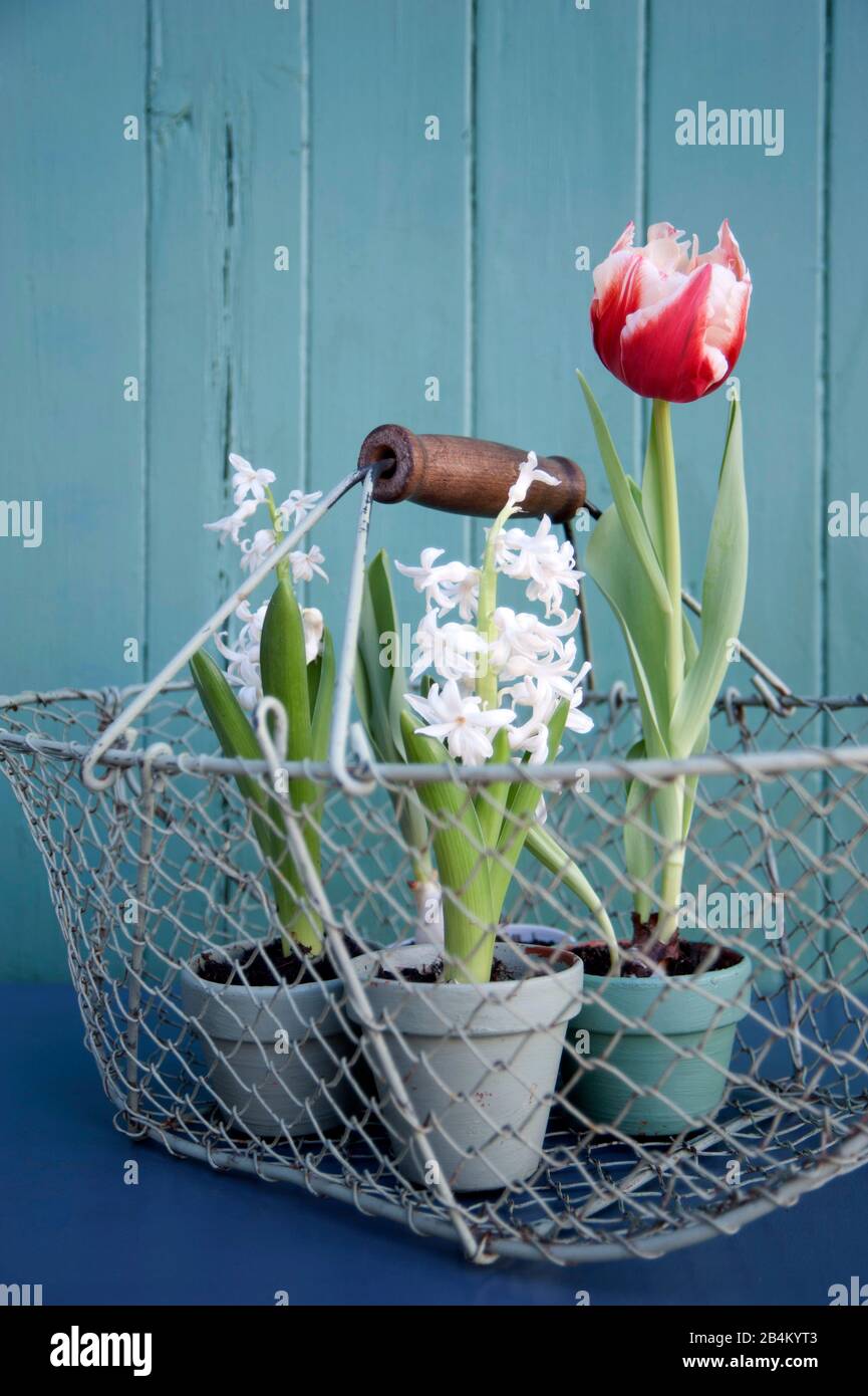 Spring flowers in wire basket Stock Photo - Alamy
