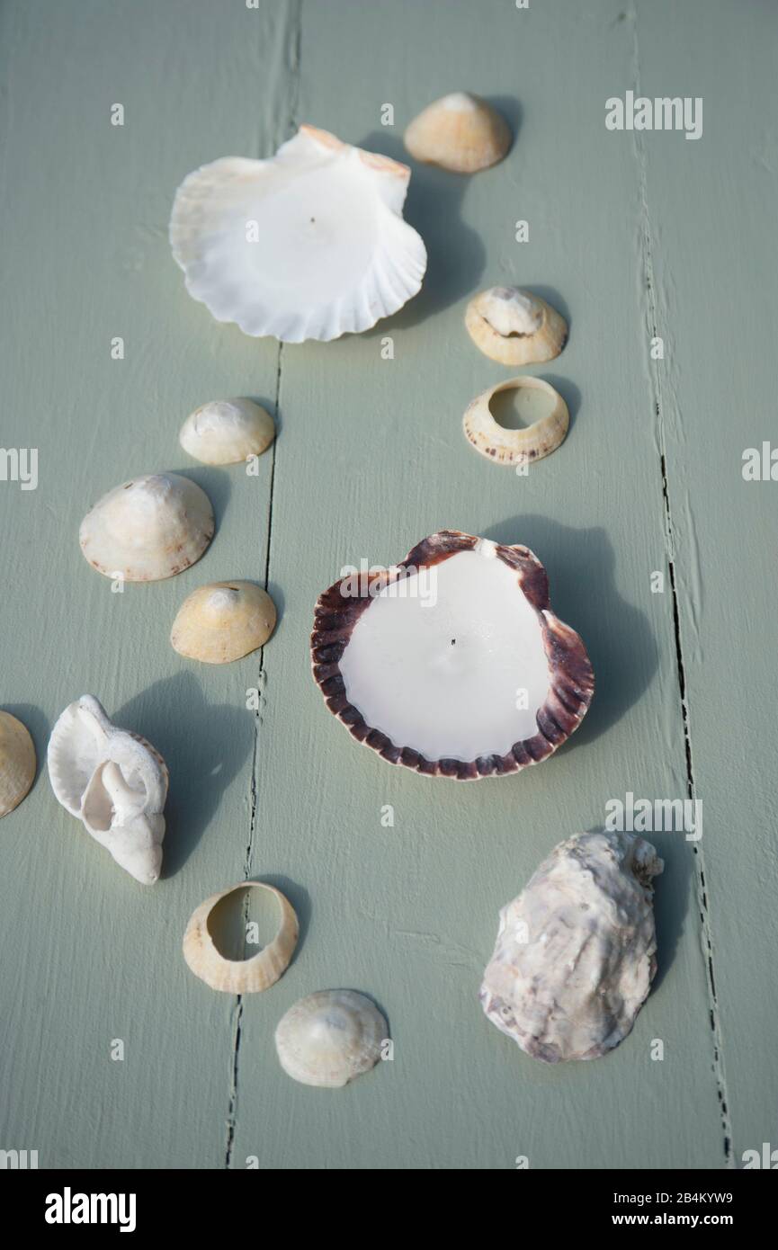 Conch shells hi-res stock photography and images - Alamy