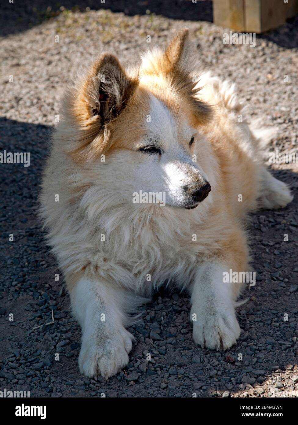 Samoyed dog lying down hi-res stock photography and images - Alamy