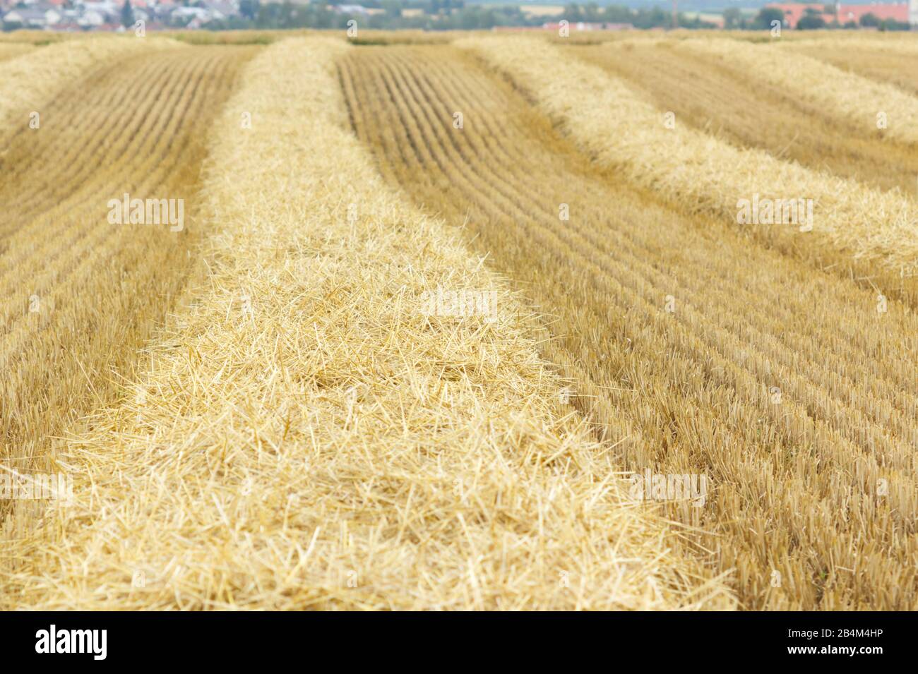 Field of wheat in the South of Germany Stock Photo - Alamy