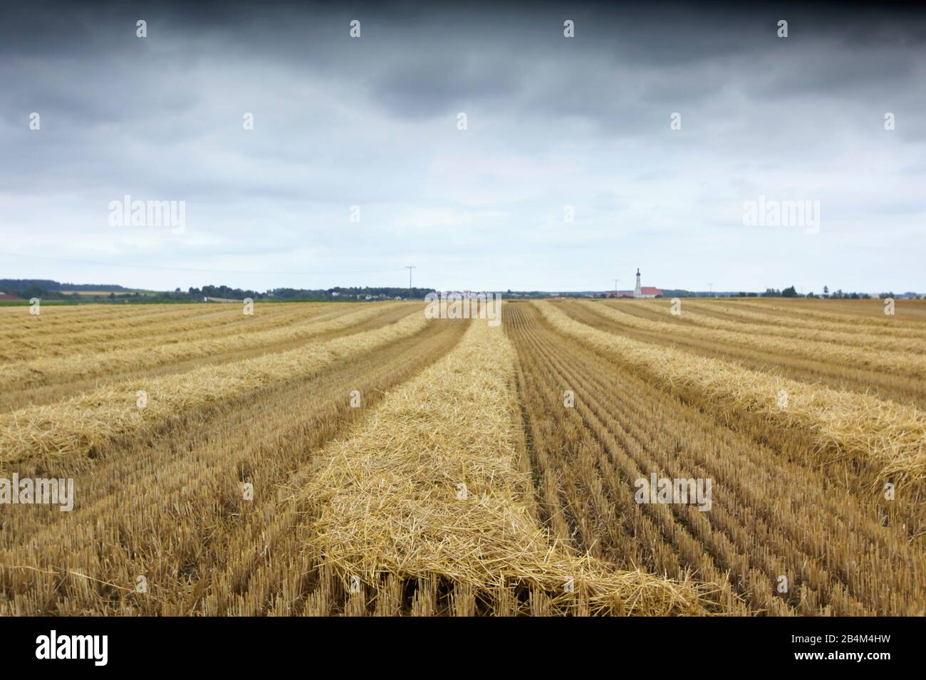 Field of wheat in the South of Germany Stock Photo - Alamy