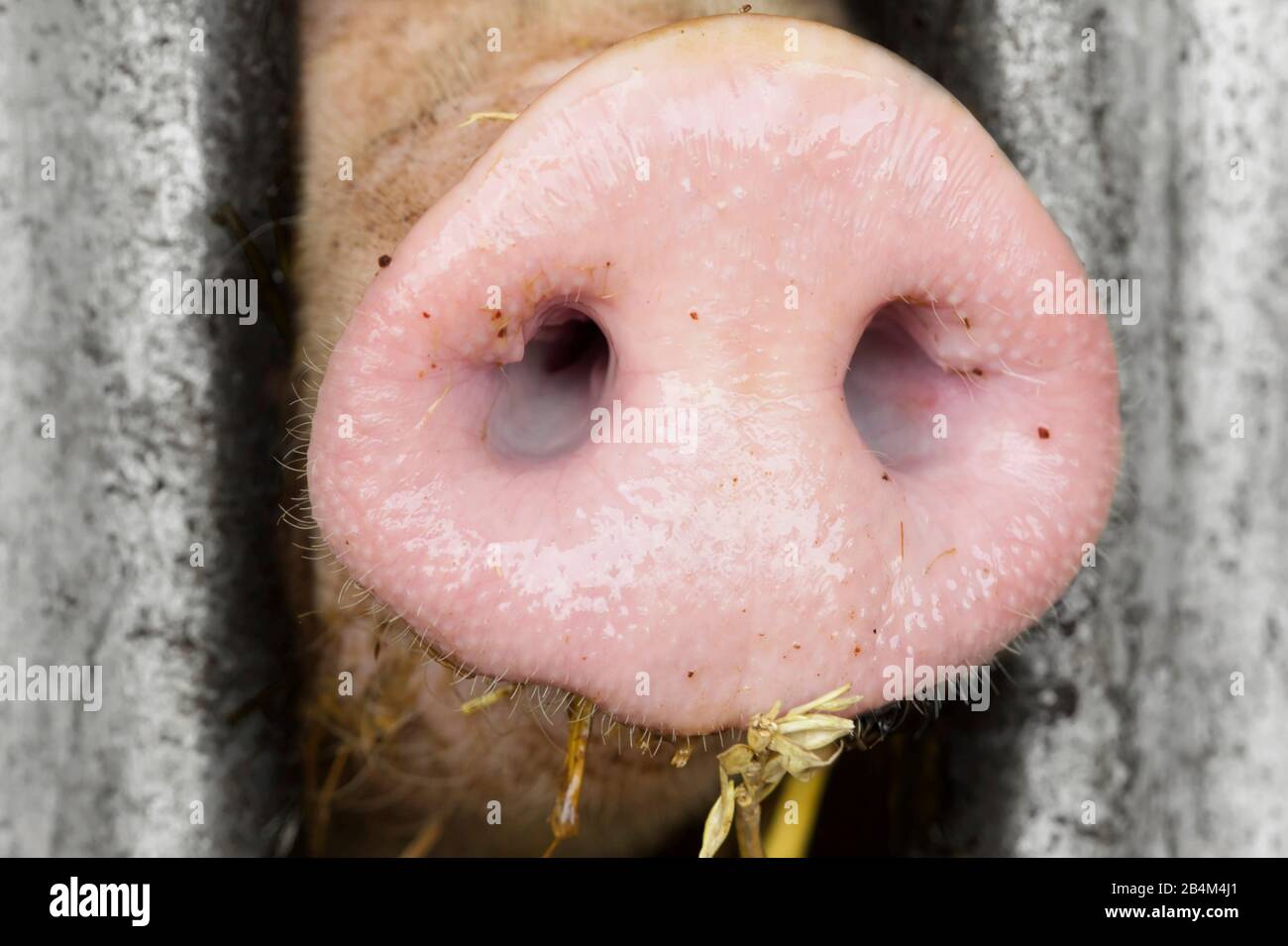 Nose of a pig behind bars Stock Photo - Alamy