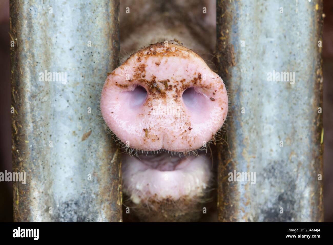 Nose of a pig behind bars Stock Photo - Alamy