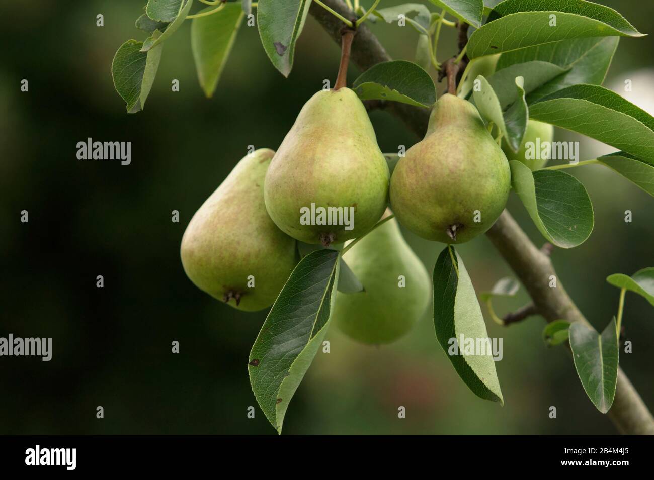 Pears in the garden before harvest Stock Photo - Alamy