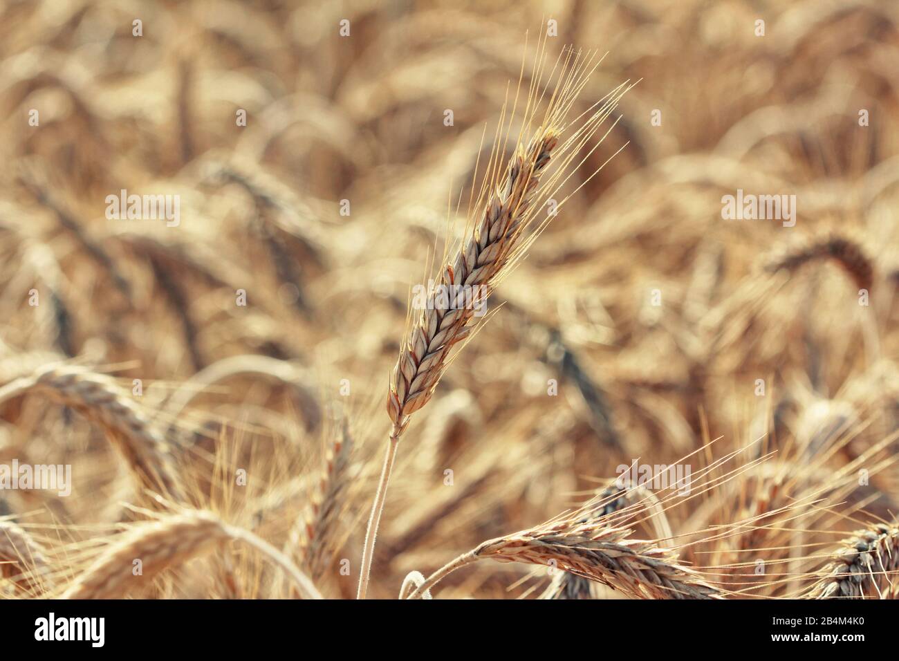 Triticale - a hybrid of wheat and rye Stock Photo - Alamy