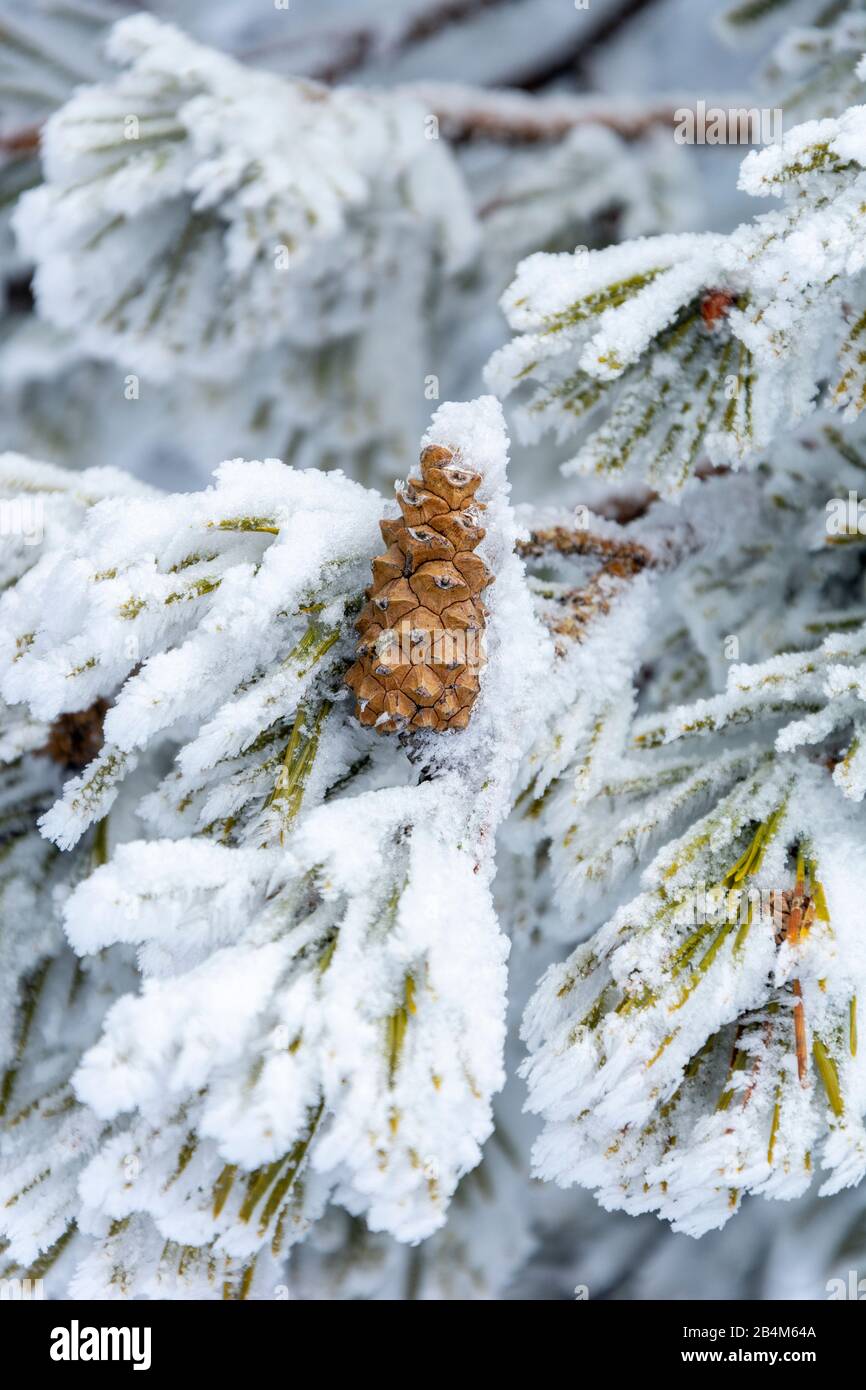 Jaw cones hi-res stock photography and images - Alamy