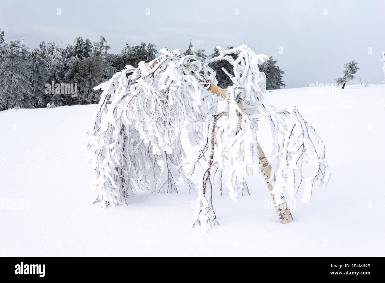 Trees with a load of snow in a forest hi-res stock photography and ...
