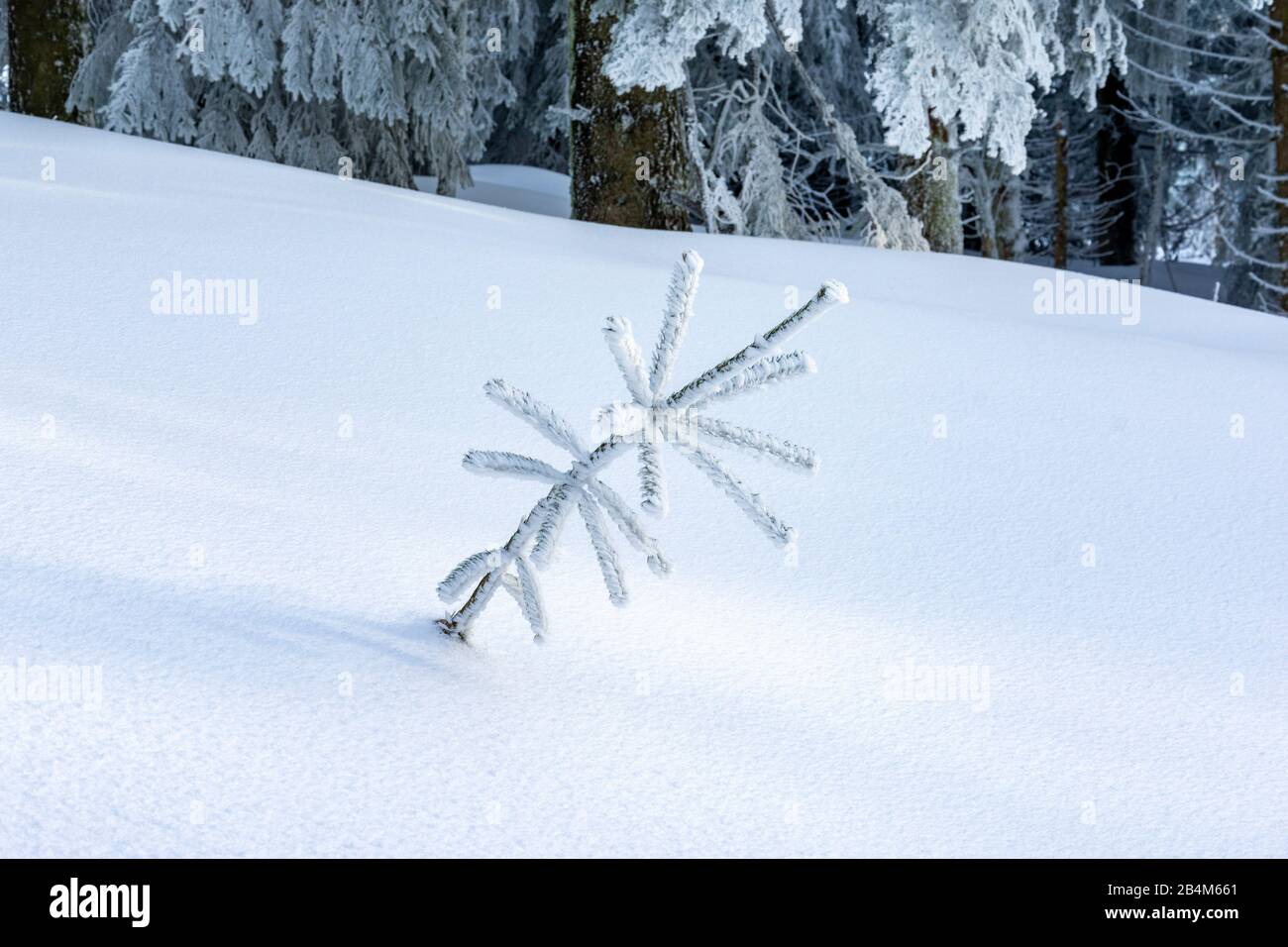 Coniferous tree hi-res stock photography and images - Alamy