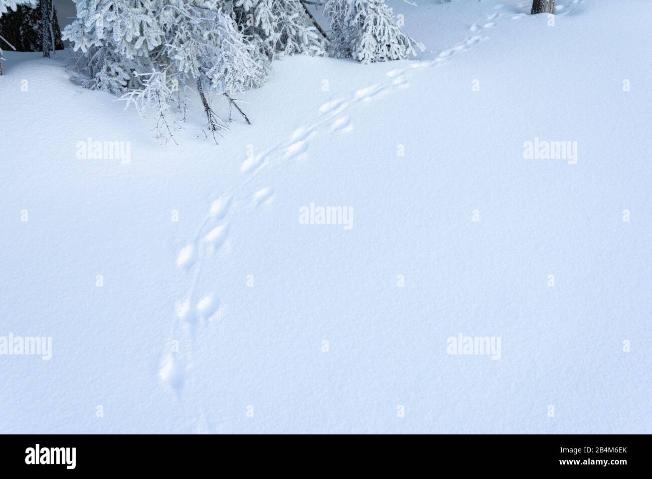 Animal tracks in snow in the forest hi-res stock photography and images ...