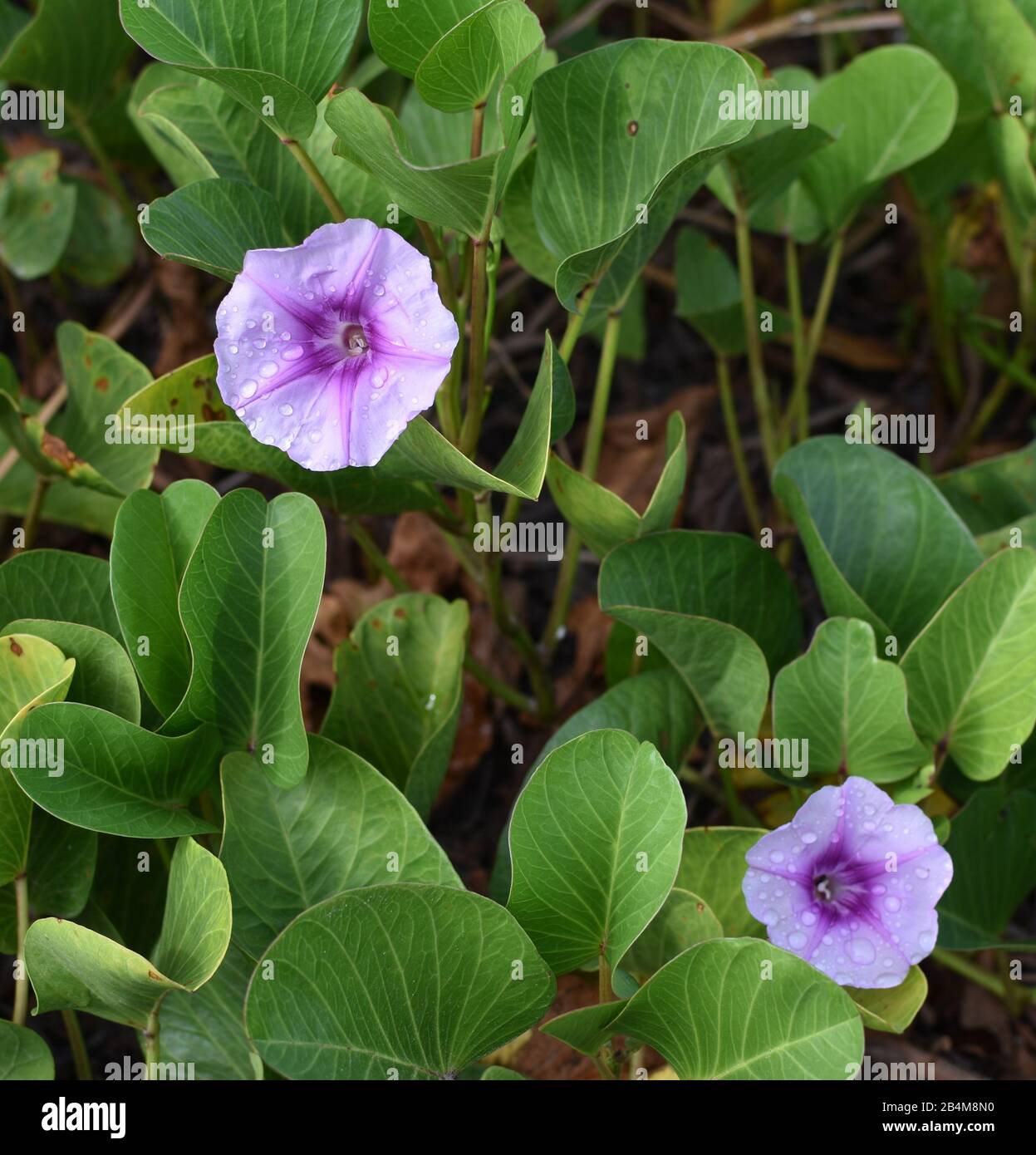 Fiji flower hi-res stock photography and images - Alamy