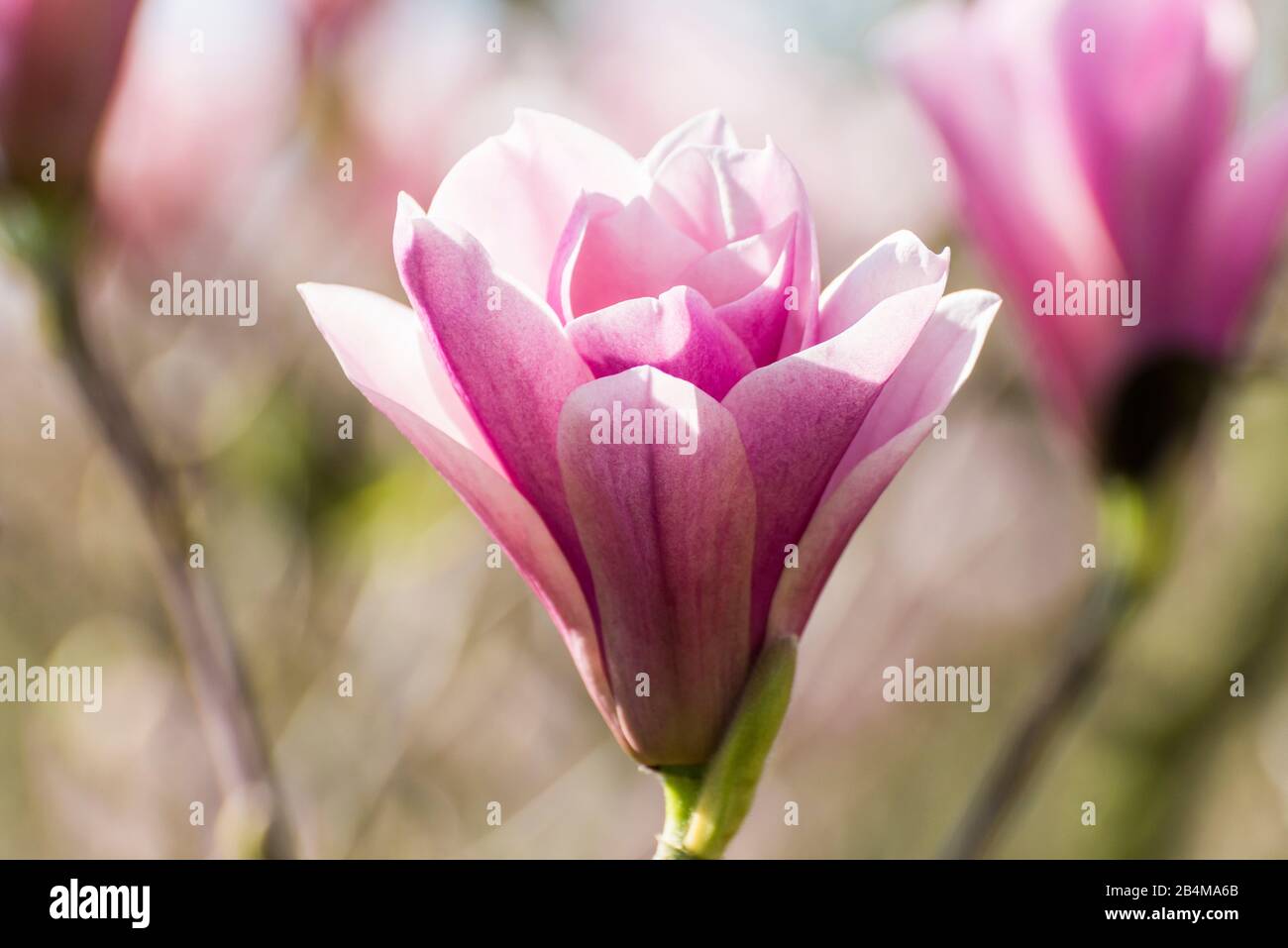 Magnolia about to flower hi-res stock photography and images - Alamy