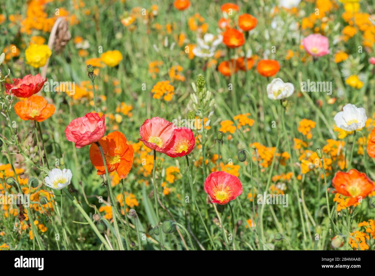 Warm colors multi colors hi-res stock photography and images - Alamy