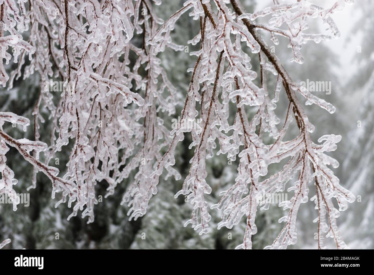 Freezing fog forest hi-res stock photography and images - Alamy