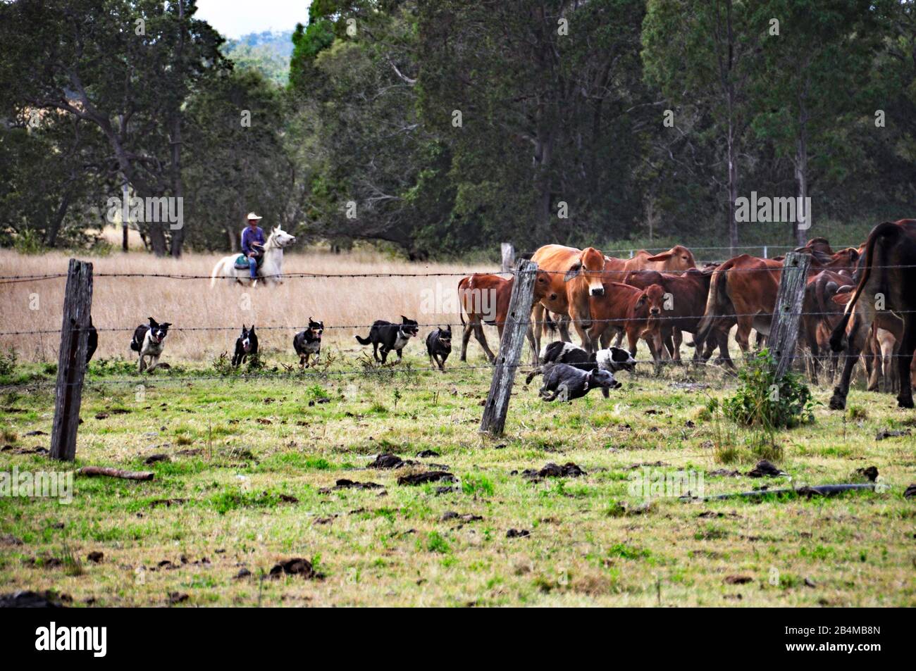 Australian cattle station dogs hi-res stock photography and images - Alamy