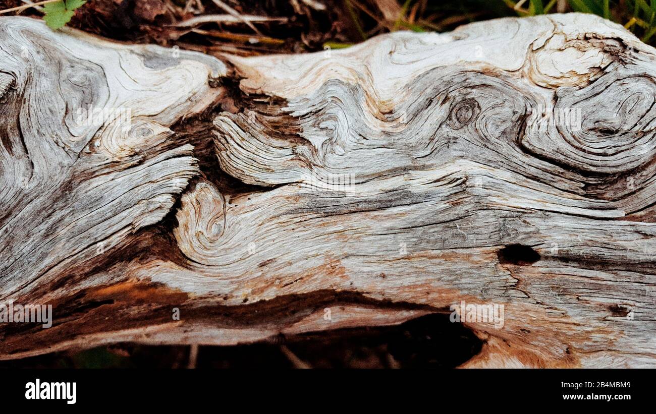 Detail of a root Stock Photo - Alamy