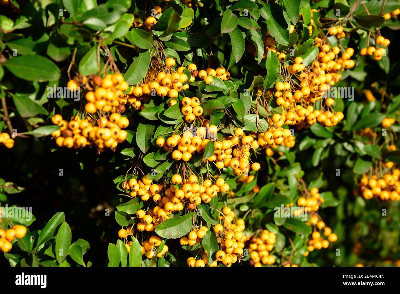 Botany, sea buckthorn, Hippophae rhamnoides, shrub, vitamin C Stock ...