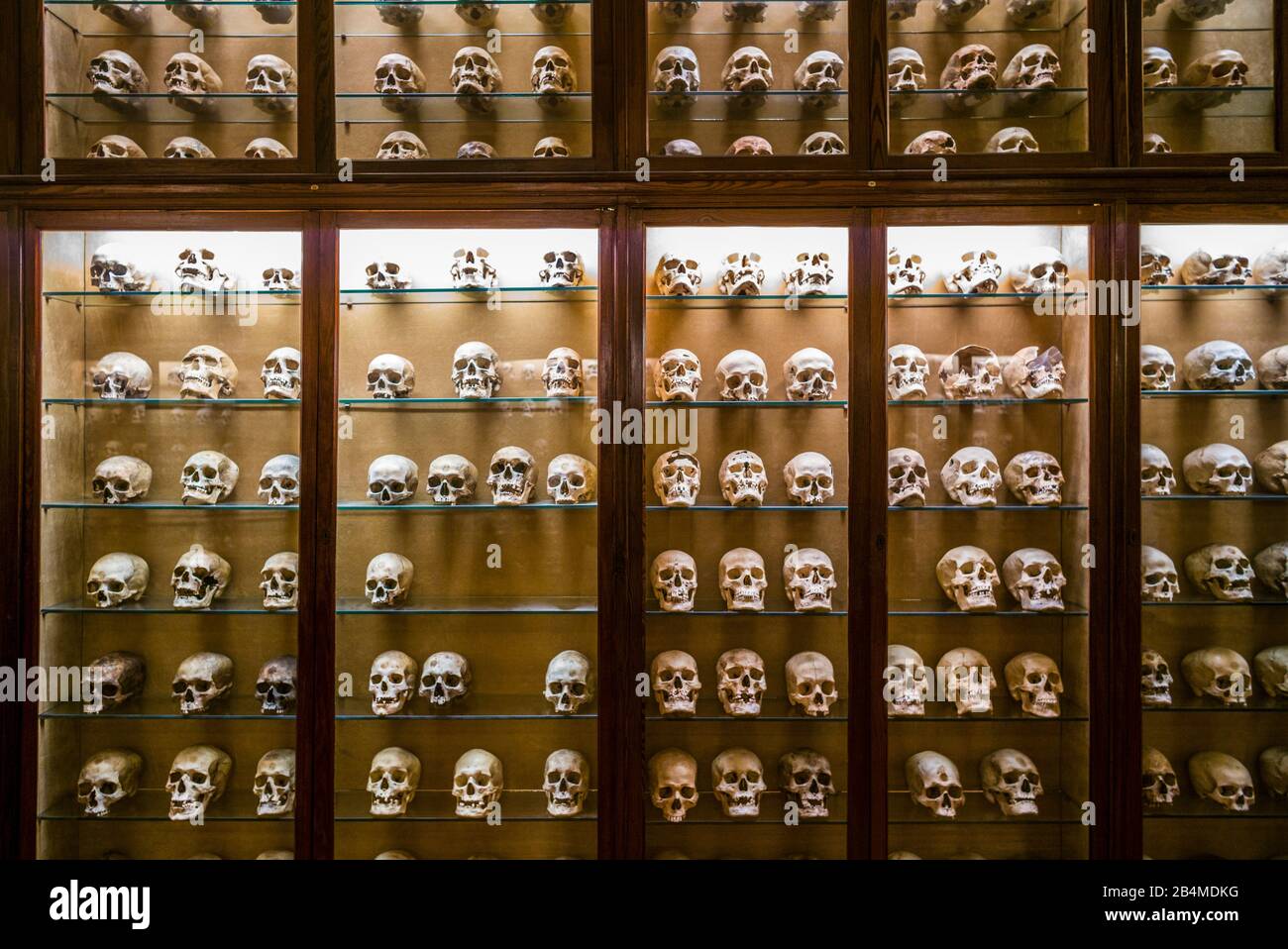 Cro magnon skull hi-res stock photography and images - Alamy