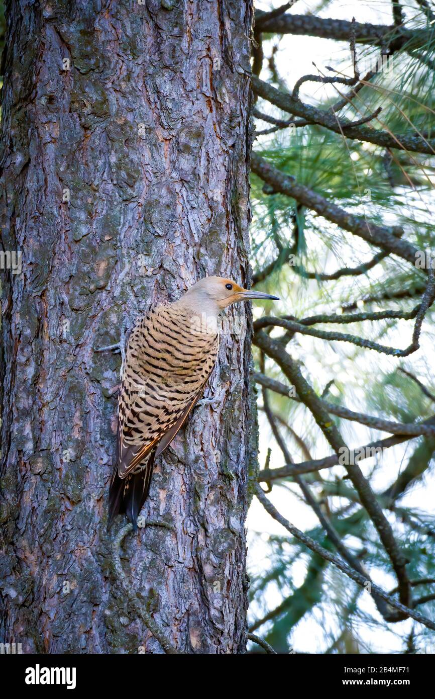 A northern flickers clings to the trunk of a pine tree in north Idaho ...