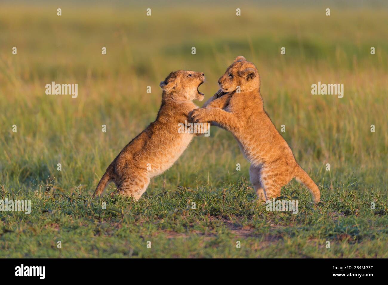 African lion, Panthera Leo, two cub fighting, Masai Mara National ...