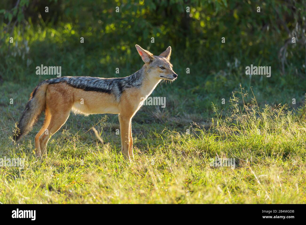Black-backed jackal, Canis mesomelas, Masai Mara National Reserve, Kenya, Africa Stock Photo - Alamy