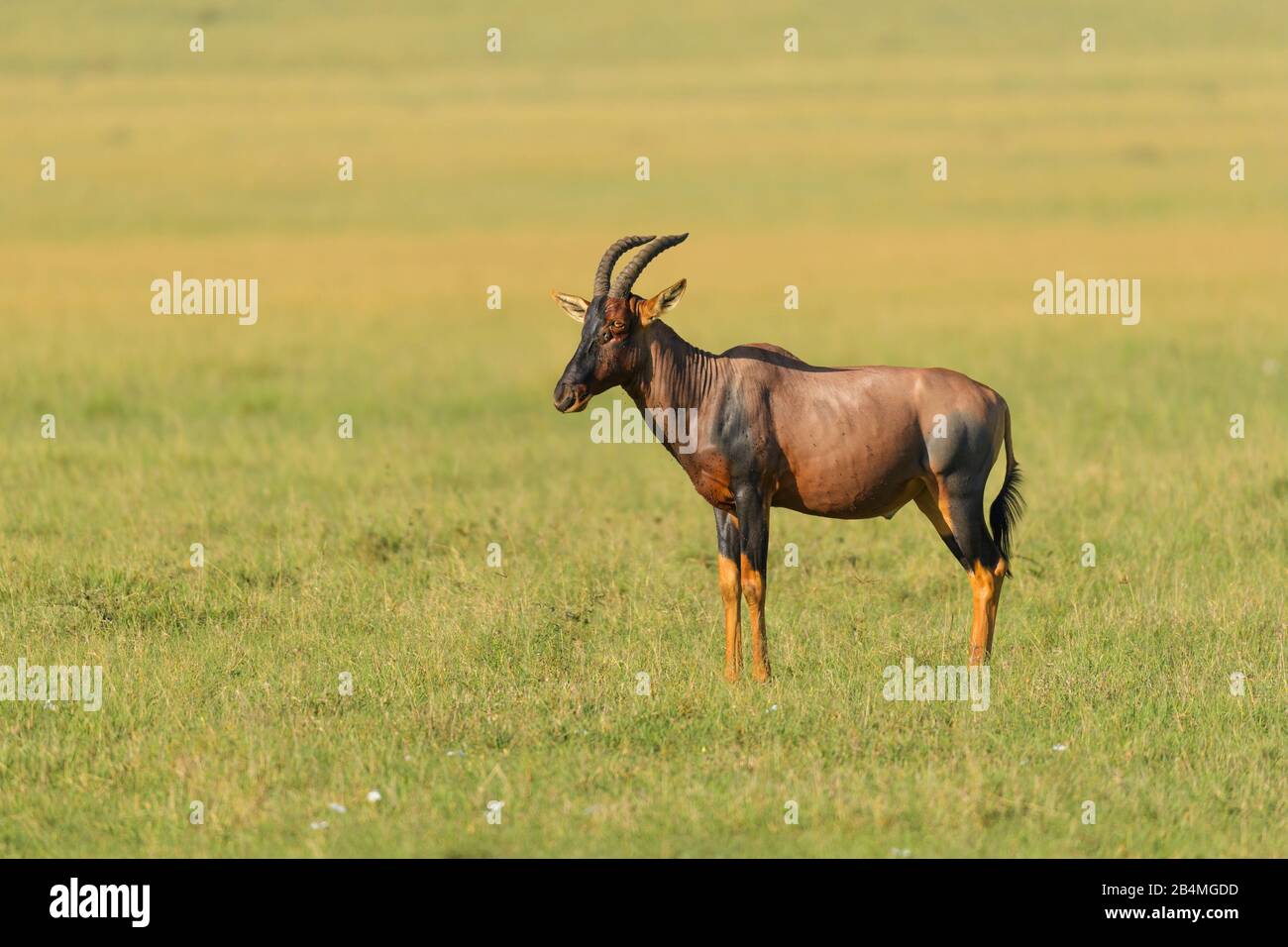 Topi Antelope, Damaliscus lunatus, running, Masai Mara National Reserve ...