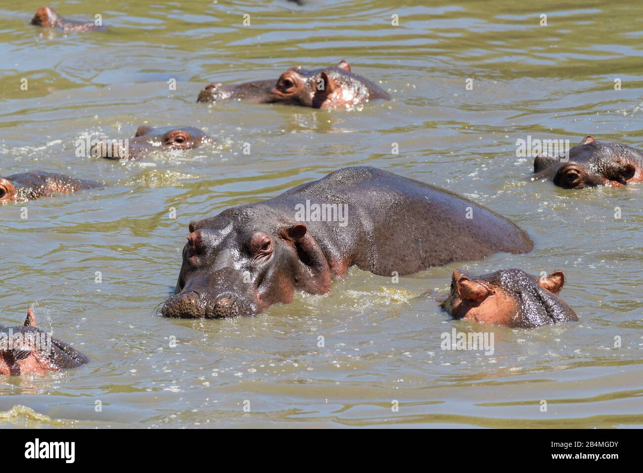 Hippopotamus, Hippopatamus amphibius, group in water, Masai Mara ...