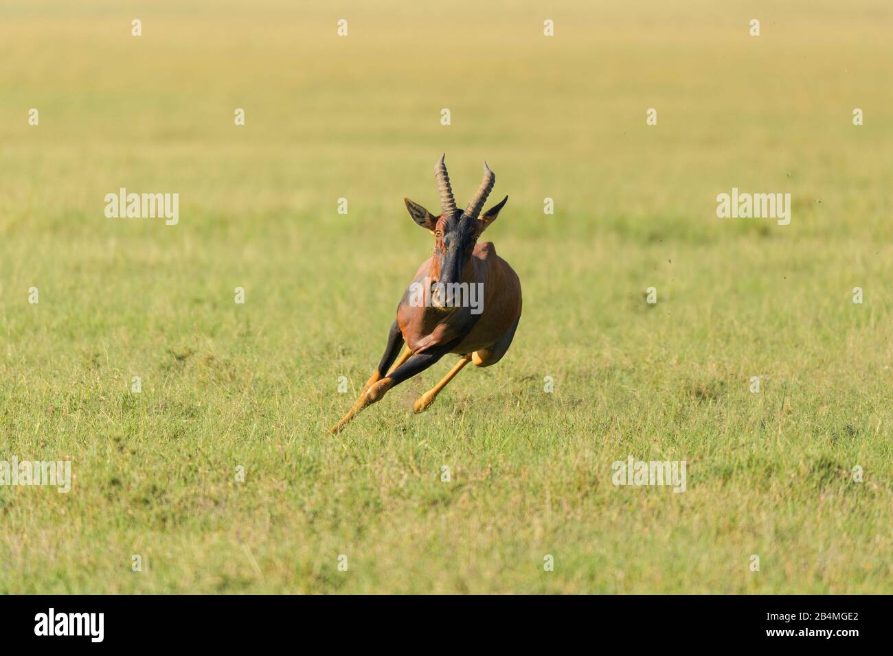 Topi Antelope, Damaliscus lunatus, running, Masai Mara National Reserve ...