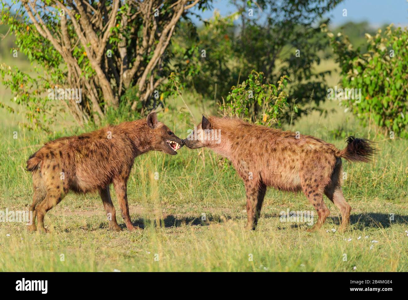 Spotted hyena, Crocuta crocuta, two animal, Masai Mara National Reserve ...