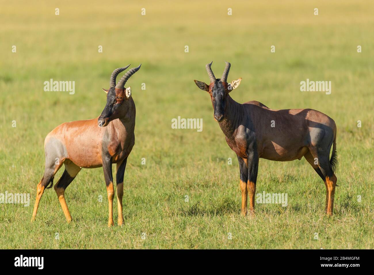 Topi Antelope, Damaliscus lunatus, two animal, Masai Mara National ...