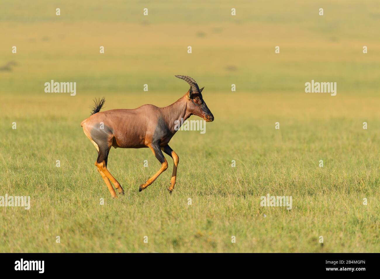 Topi Antelope, Damaliscus lunatus, running, Masai Mara National Reserve ...