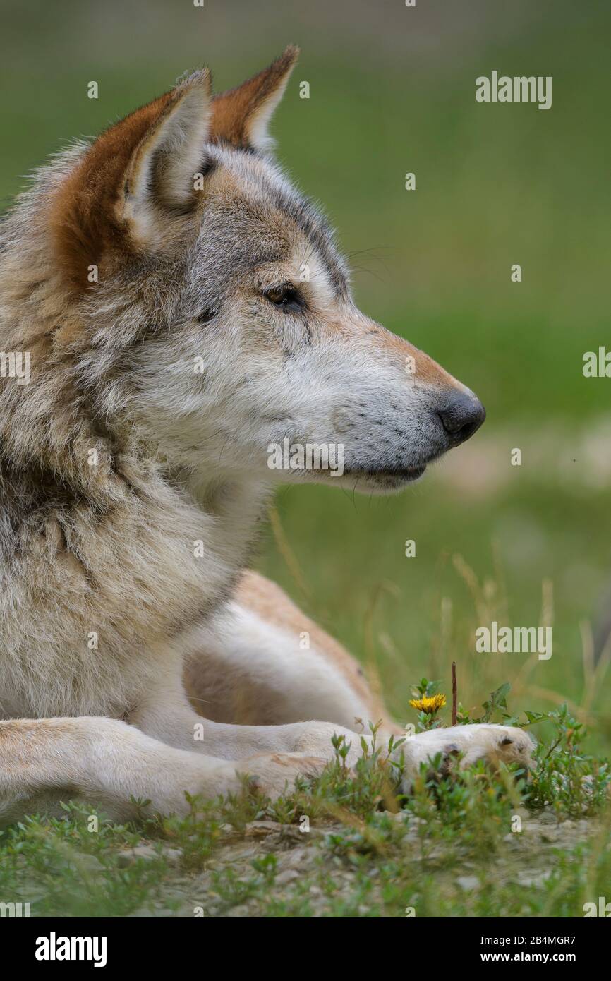 Wolf, Canis lupus Stock Photo - Alamy