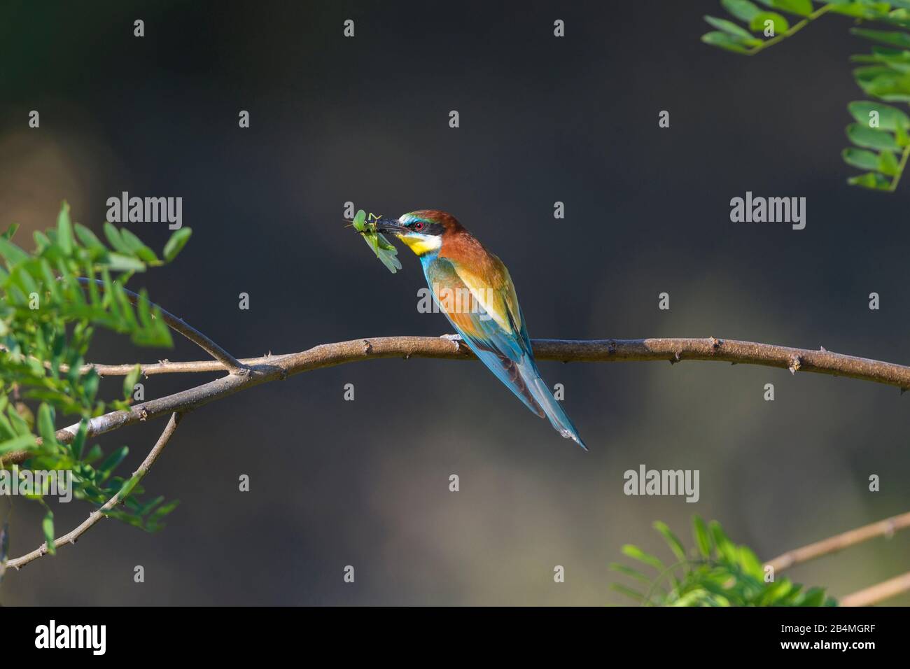 European Bee Eater, Merops apiaster Stock Photo - Alamy